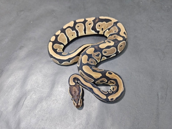 TH VPI DG Pied Ball Python by Lucas Landon Royals