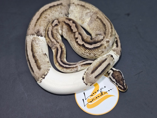 650g Pastel VPI Pied Ball Python by Lucas Landon Royals