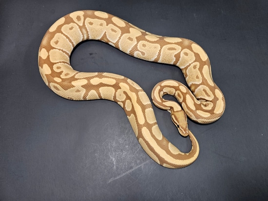 RTB! Ultramel 1515g Ball Python by Lucas Landon Royals