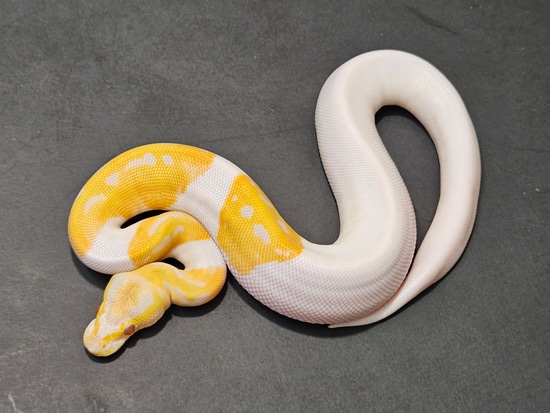 Pure Candy Pied Ball Python by Lucas Landon Royals