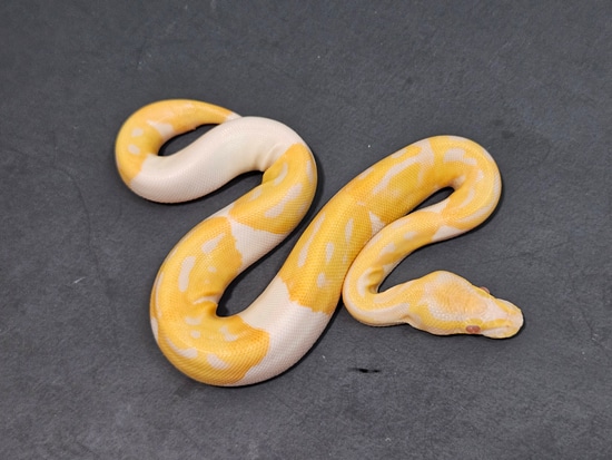 Pure Candy Pied Ball Python by Lucas Landon Royals