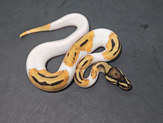 OD Pied 50% Het Hypo Ball Python by Lucas Landon Royals