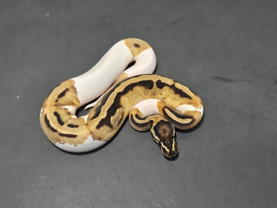 Pied DH Axanthic DG Ball Python by Lucas Landon Royals