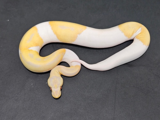 Pure Candy Pied Ball Python by Lucas Landon Royals