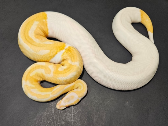 1000g - Albino Pied Ball Python by Lucas Landon Royals