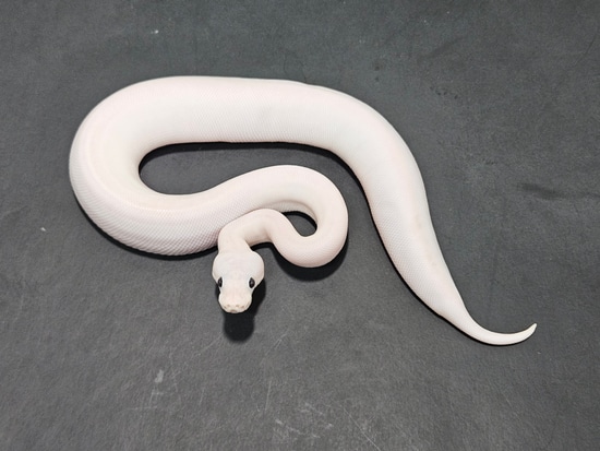 ALL White Pied Ball Python by Lucas Landon Royals