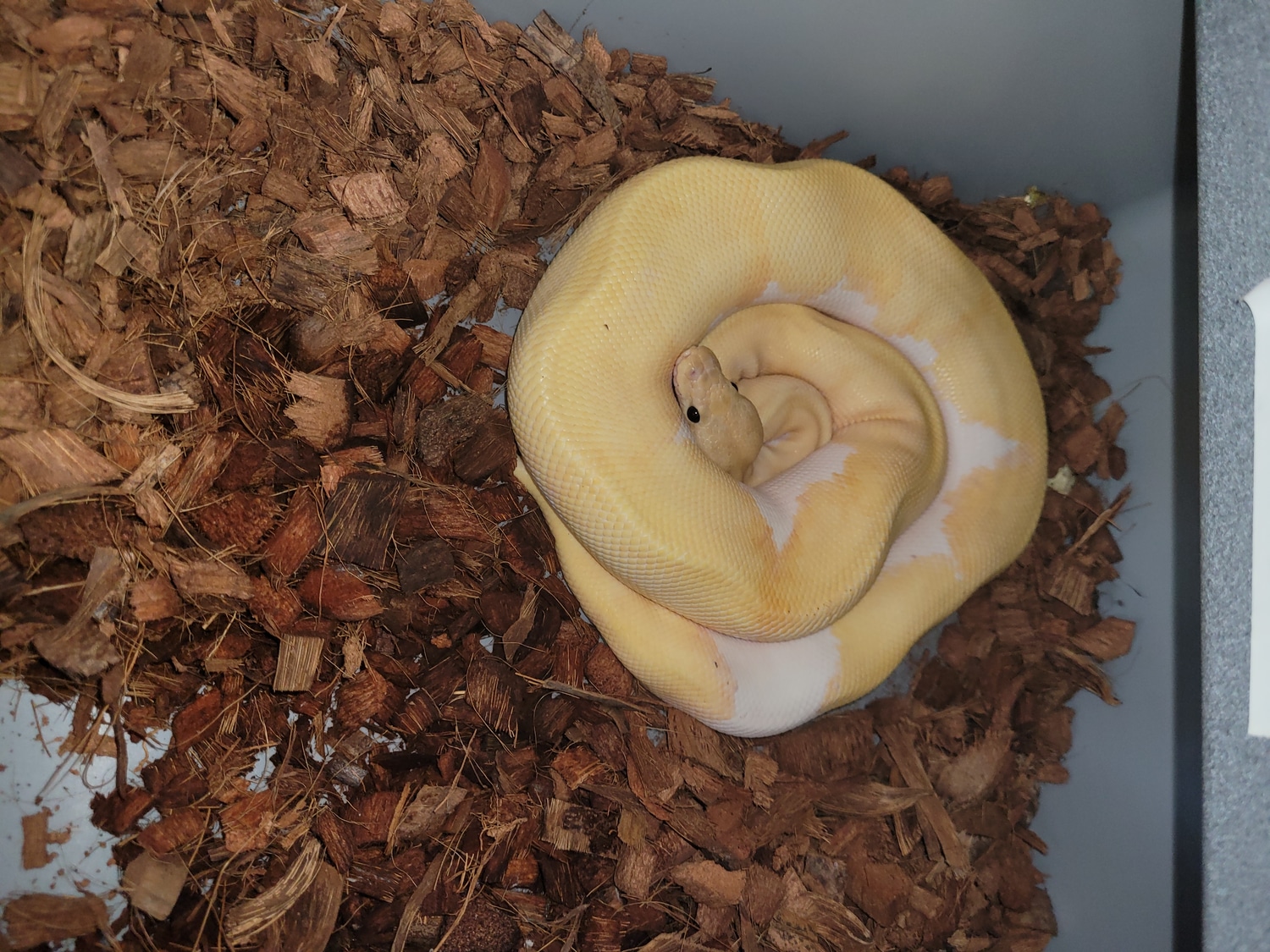 Banana Pin Fire Pied Ball Python by PY Reptiles - MorphMarket
