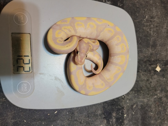 Fire Banana 66% Het Pied Ball Python by PY Reptiles
