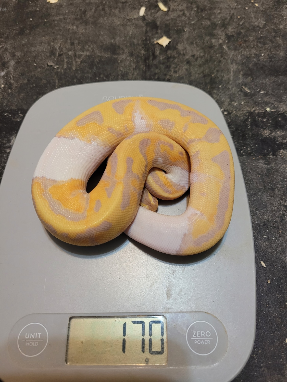 Banana Piebald Ball Python by PY Reptiles - MorphMarket