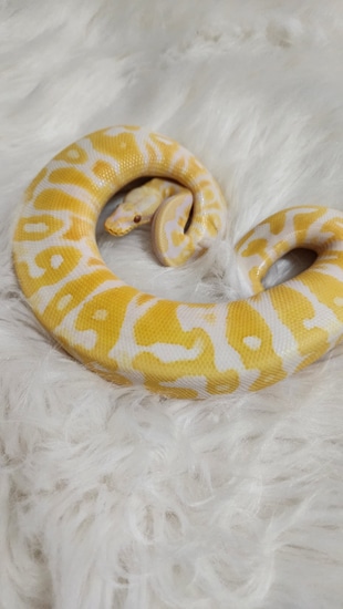 Lavender Het Clown Ball Python by PY Reptiles