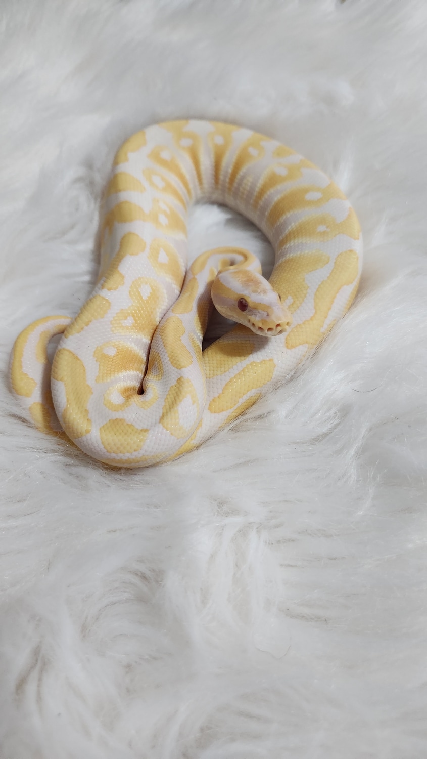 Pastel Yellowbelly Lavender Het Clown Ball Python by PY Reptiles ...