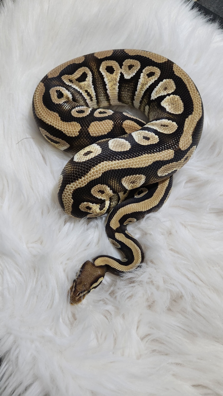 Pastave Het Clown Ball Python by PY Reptiles - MorphMarket
