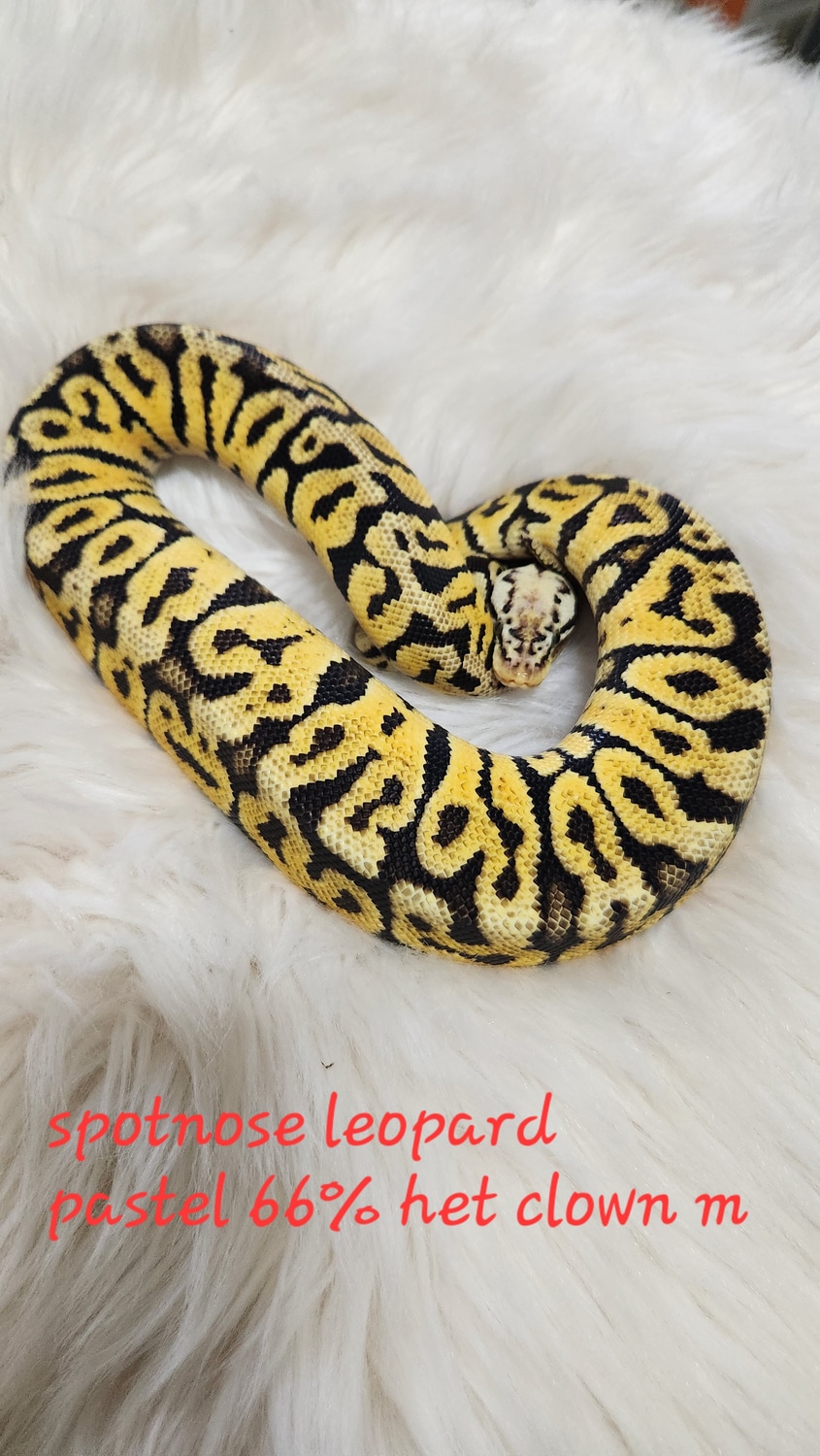 Pastel Spotnose Leopard Het Clown Ball Python by PY Reptiles - MorphMarket
