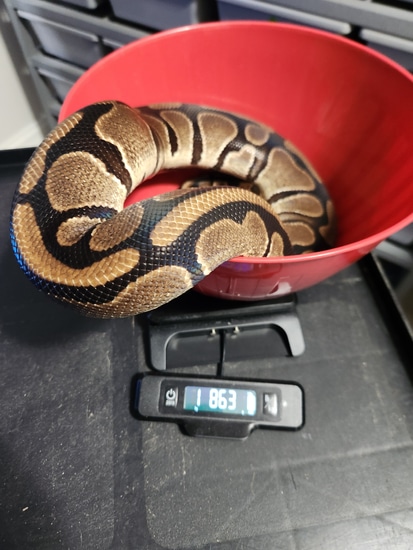 Double Het Vpi Axanthic Pied Ball Python by PY Reptiles