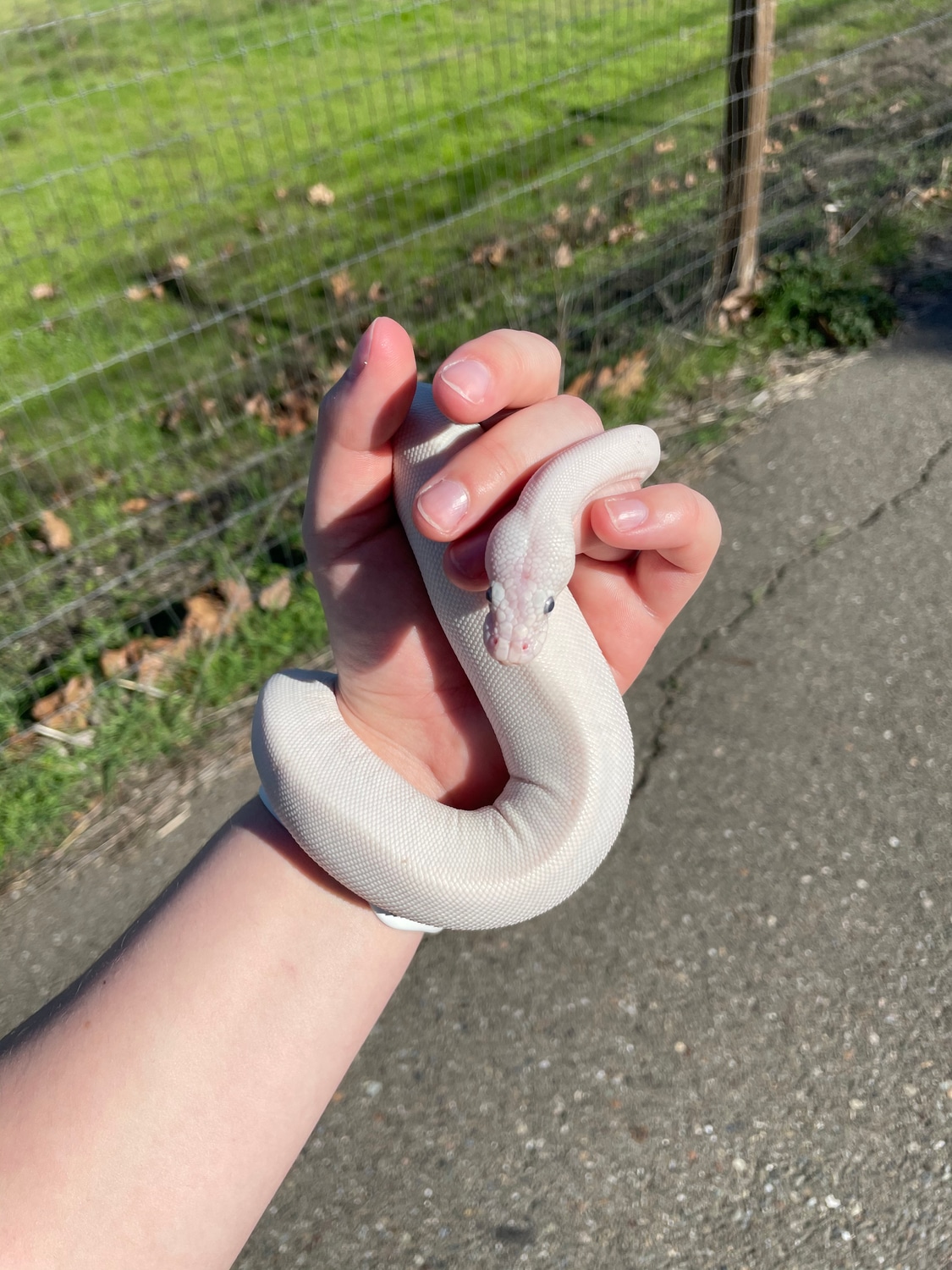Mystic Butter BEL Ball Python by Phoebe Larkin's Reptiles - MorphMarket