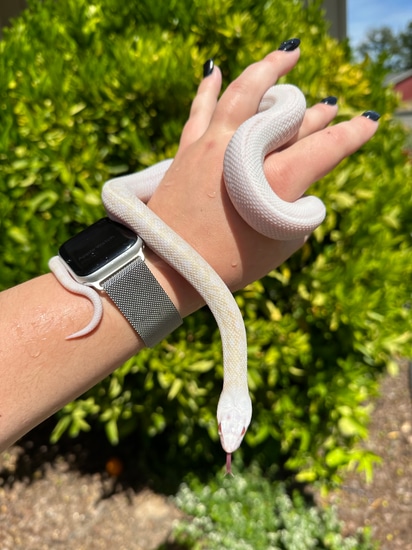 2022 M Albino, White Sided, Hypo, Axanthic, Poss Patternless Bullsnake ...
