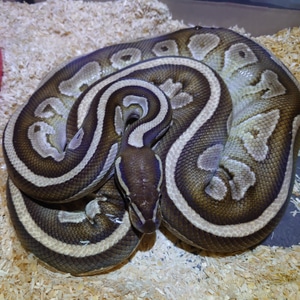 Phoenix_Morphs - MorphMarket