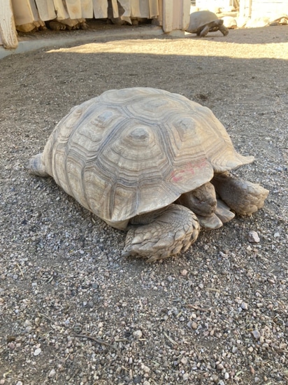 Sulcata Tortoise Female by Phoenix Herpetological Sanctuary