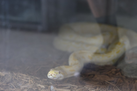 Albino Burmese Python by Phoenix Herpetological Sanctuary
