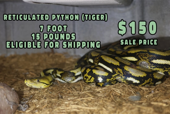 Several Reticulated Pythons (+6 Feet) Experienced Keepers Only by ...