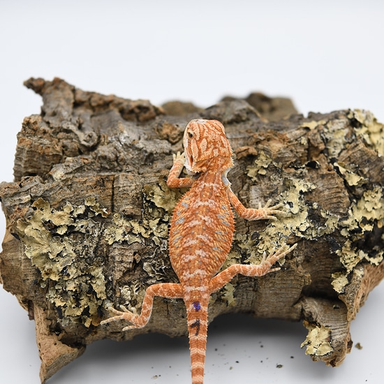 Male - Hypo Het Trans/Witblits *HOLDBACK* Central Bearded Dragon by Ruby Reptiles