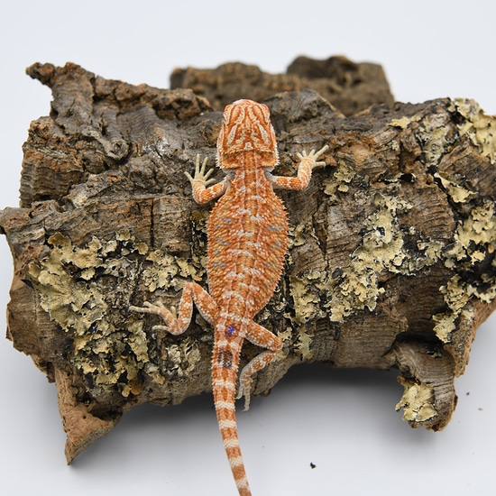 Male - Hypo Het Trans/Witblits *HOLDBACK* Central Bearded Dragon by Ruby Reptiles