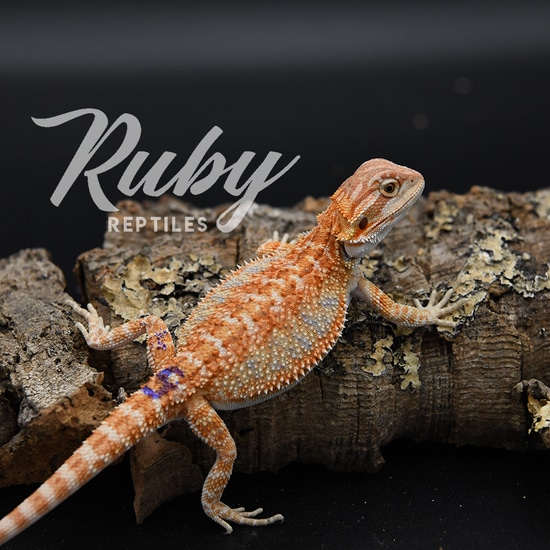 5 - Hypo Het Trans/Witblits Central Bearded Dragon by Ruby Reptiles