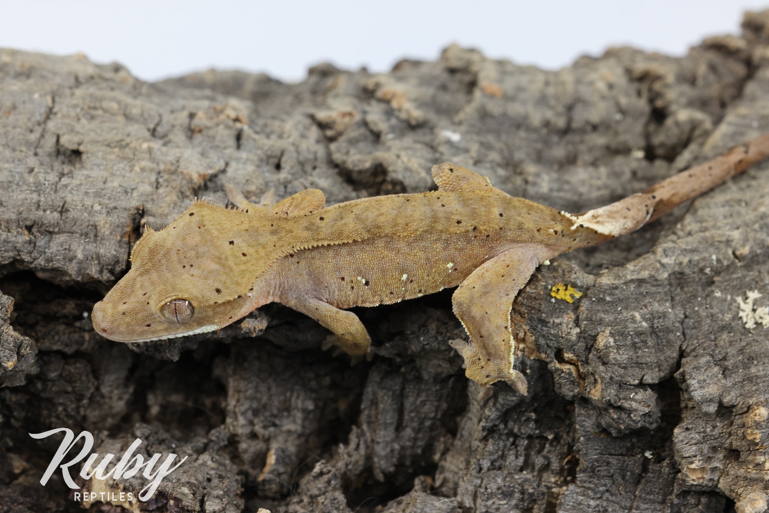 Dalmation Crested Gecko by Ruby Reptiles - MorphMarket