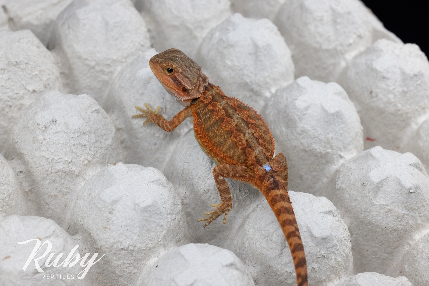 Red/Orange Translucent Central Bearded Dragon by Ruby Reptiles - MorphMarket