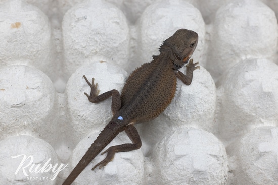 Translucent Witblits Central Bearded Dragon by Ruby Reptiles