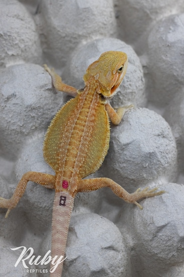 Hypo Translucent Leatherback G-Stripe Central Bearded Dragon by Ruby Reptiles