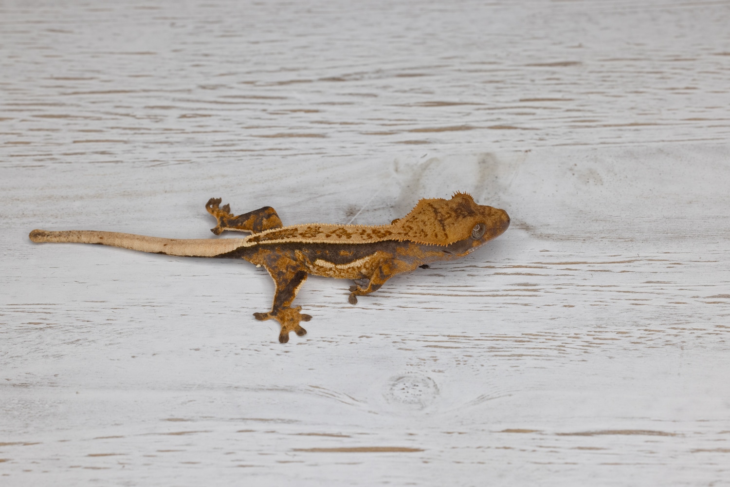 Lavender Quad Crested Gecko by Ruby Reptiles - MorphMarket
