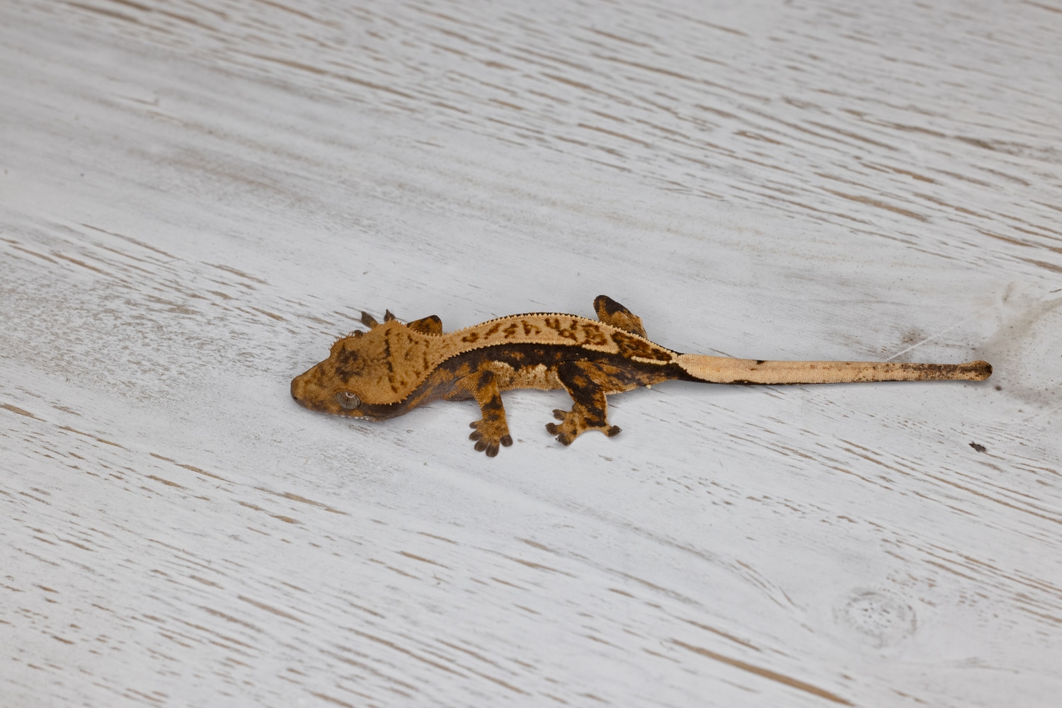 Lavender Pinstripe Crested Gecko by Ruby Reptiles - MorphMarket