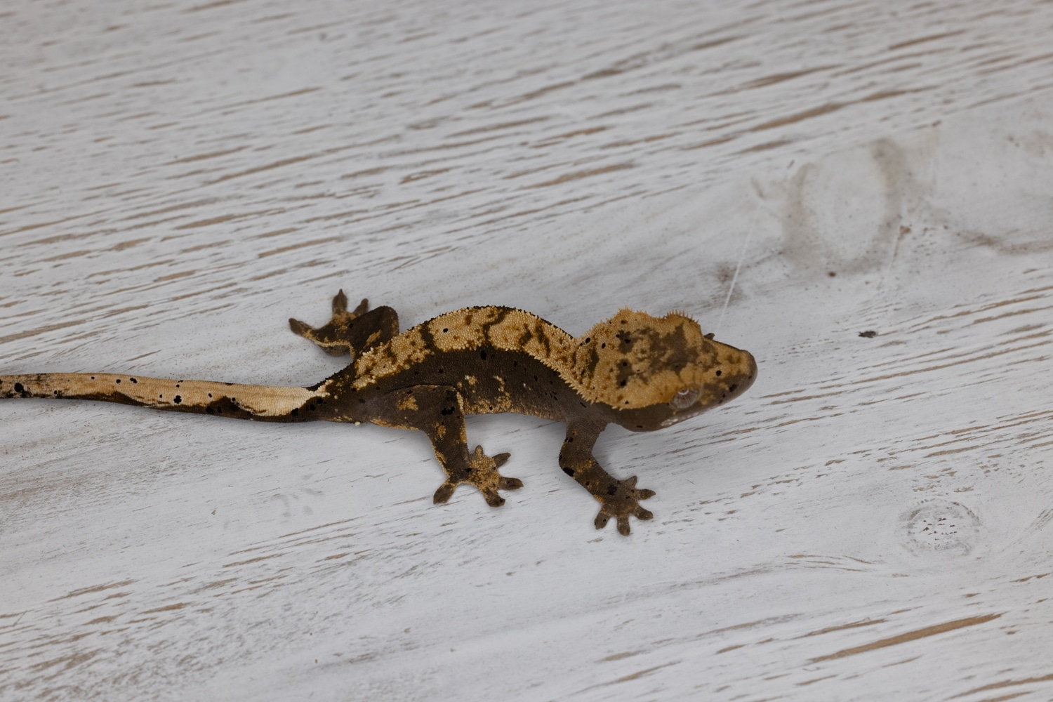 66% Het Axanthic Crested Gecko by Ruby Reptiles - MorphMarket