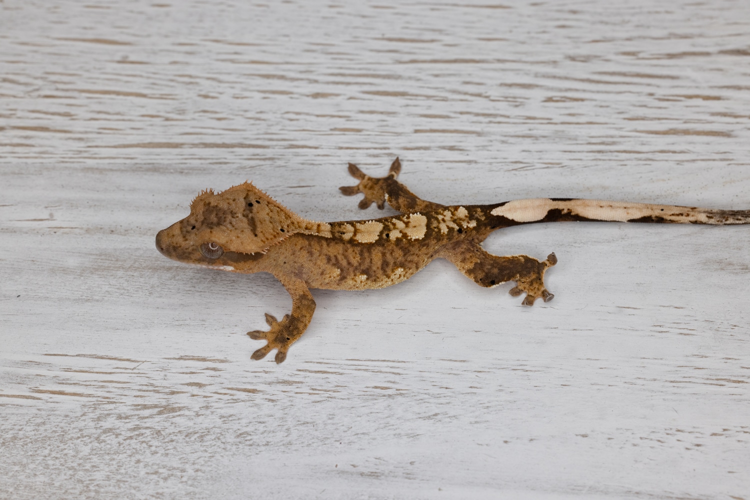 100% Het Axanthic Crested Gecko by Ruby Reptiles - MorphMarket