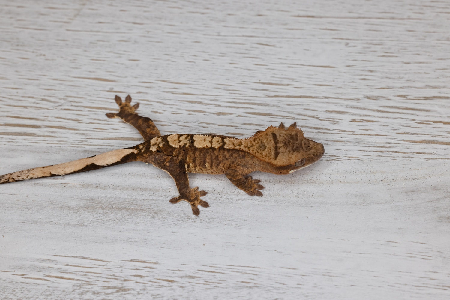 100% Het Axanthic Crested Gecko by Ruby Reptiles - MorphMarket