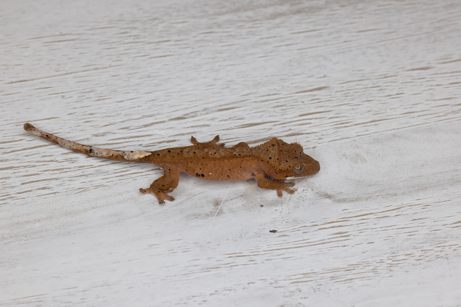 Red Spot Dalmation Crested Gecko by Ruby Reptiles - MorphMarket