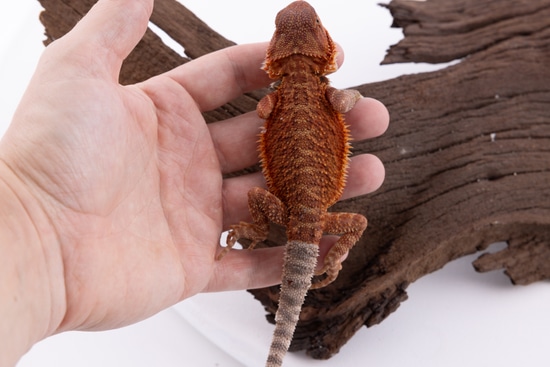 Trans 66% Het Hypo RedMonster Central Bearded Dragon by Ruby Reptiles