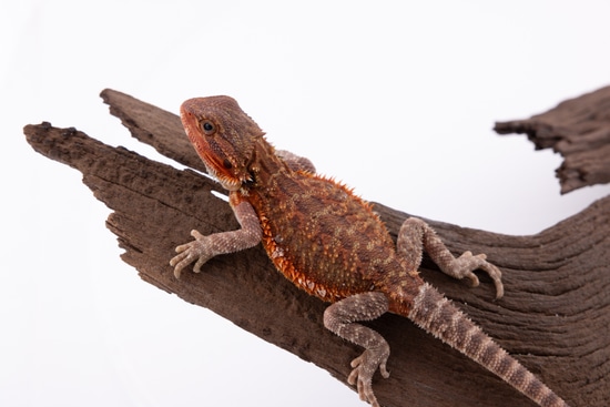 Trans 66% Het Hypo Central Bearded Dragon by Ruby Reptiles