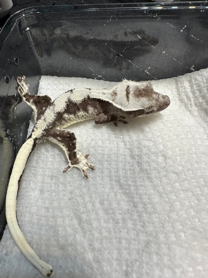 Axanthic Lilly White Crested Gecko by Ruby Reptiles