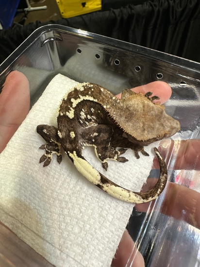 High White Cappuccino Crested Gecko by Ruby Reptiles