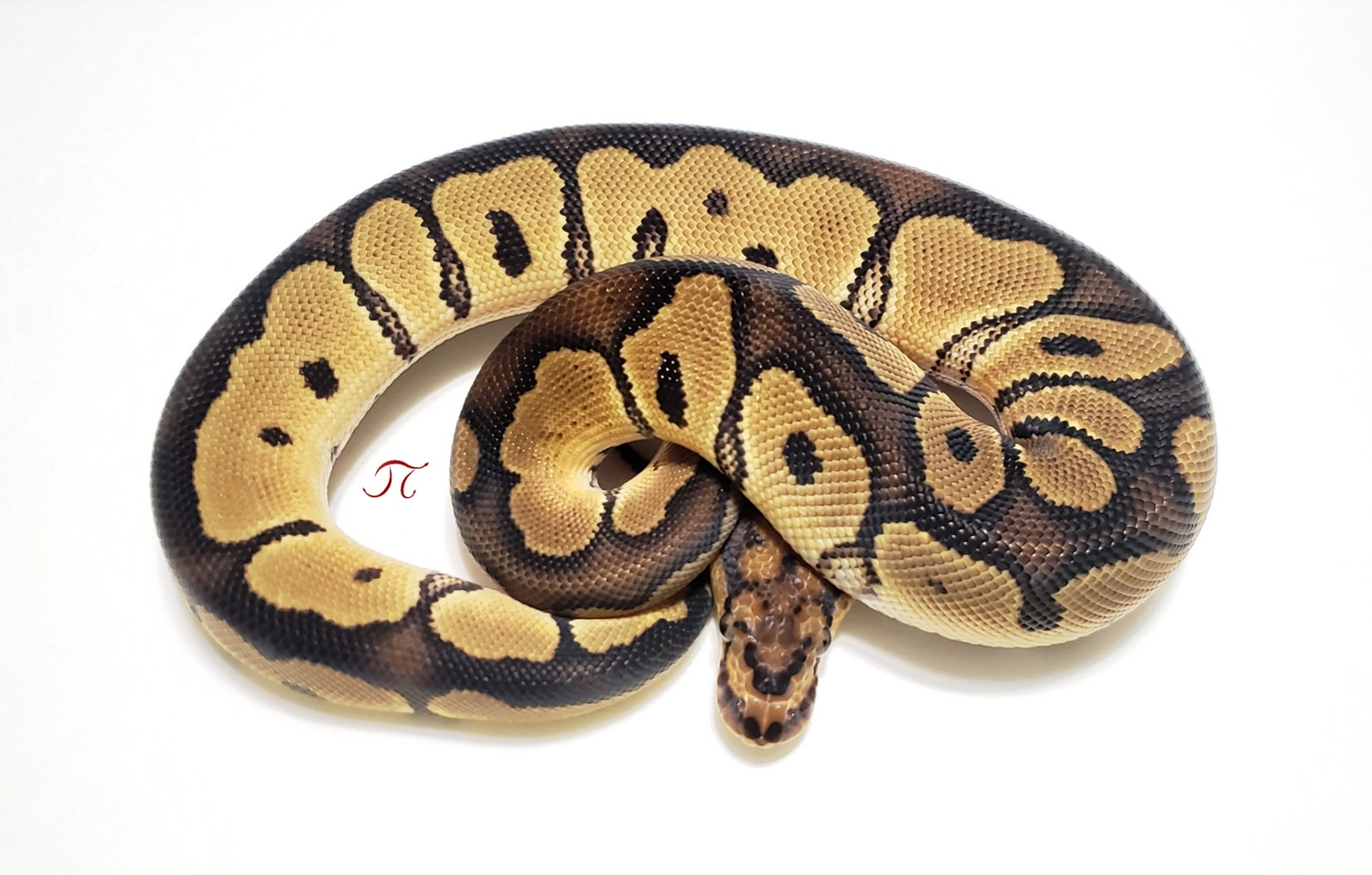 Clown (Poss OD) 50% Poss Het Pied Ball Python by Pi Pythons - MorphMarket