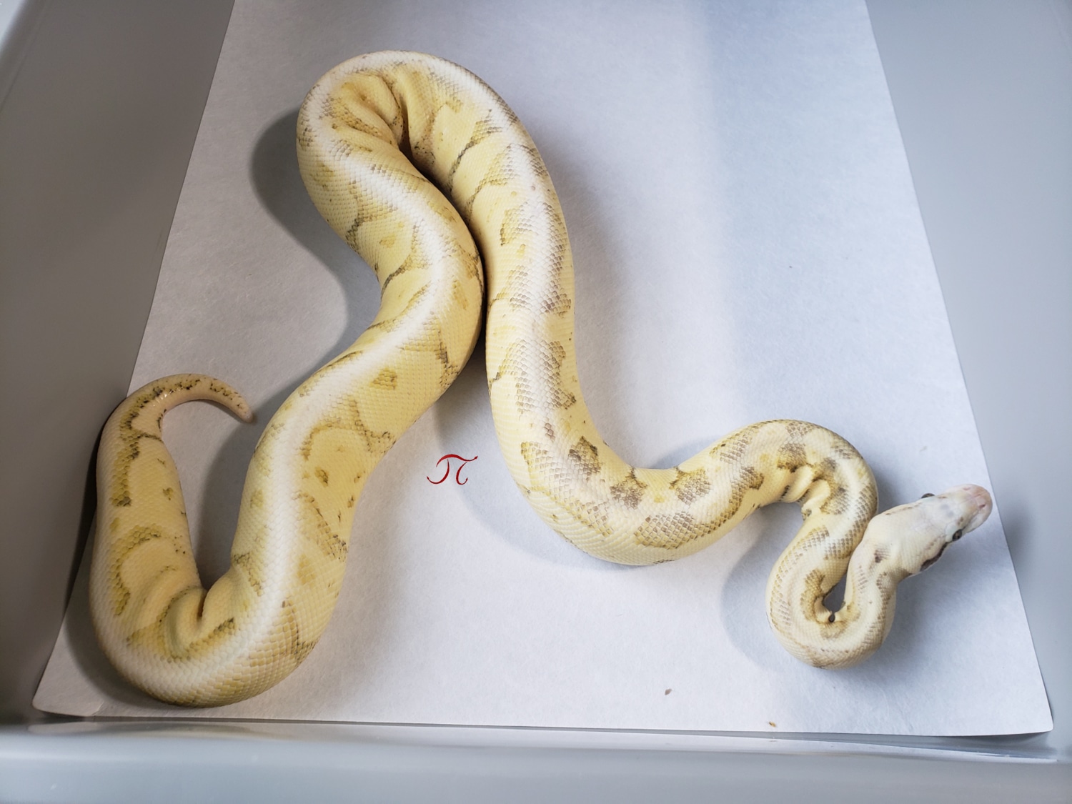 Super Pastel Super Vanilla Ball Python by Pi Pythons - MorphMarket