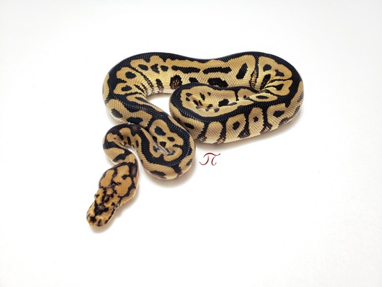 Spotnose Clown 100% Het Hypo Ball Python by Pi Pythons