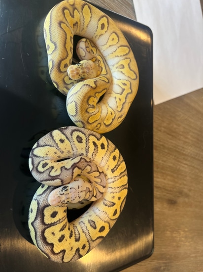 Firefly GHI Clown Ball Python by L&S Serpents