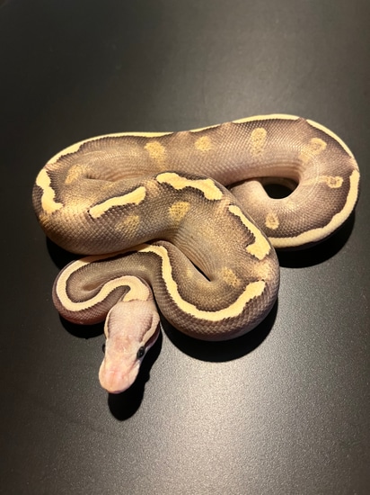 Ghi Pastel Mojave Fire 100% Het Clown Pos Het Hypo Ball Python by L&S ...