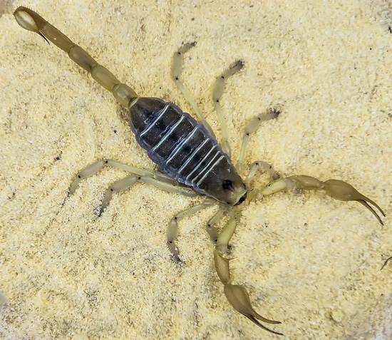 Dune Scorpion by Pick Your Poison Darts