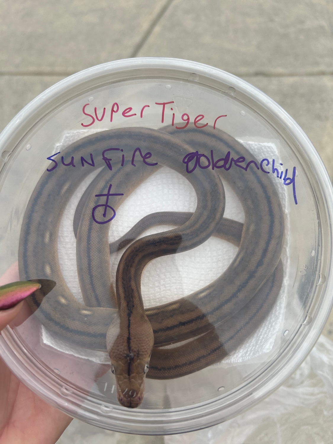 Super Tiger Sunfire Golden Child Reticulated Python by Southern Safe ...
