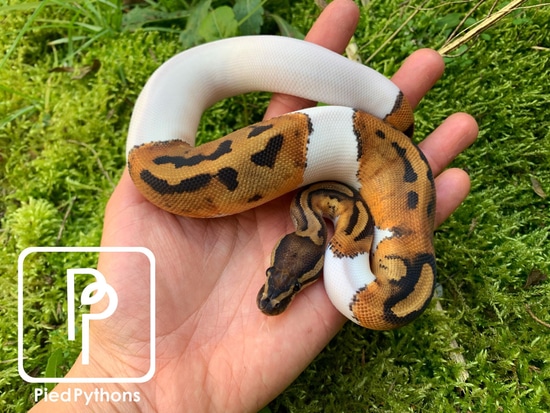 Pied Ball Python by Pied Pythons