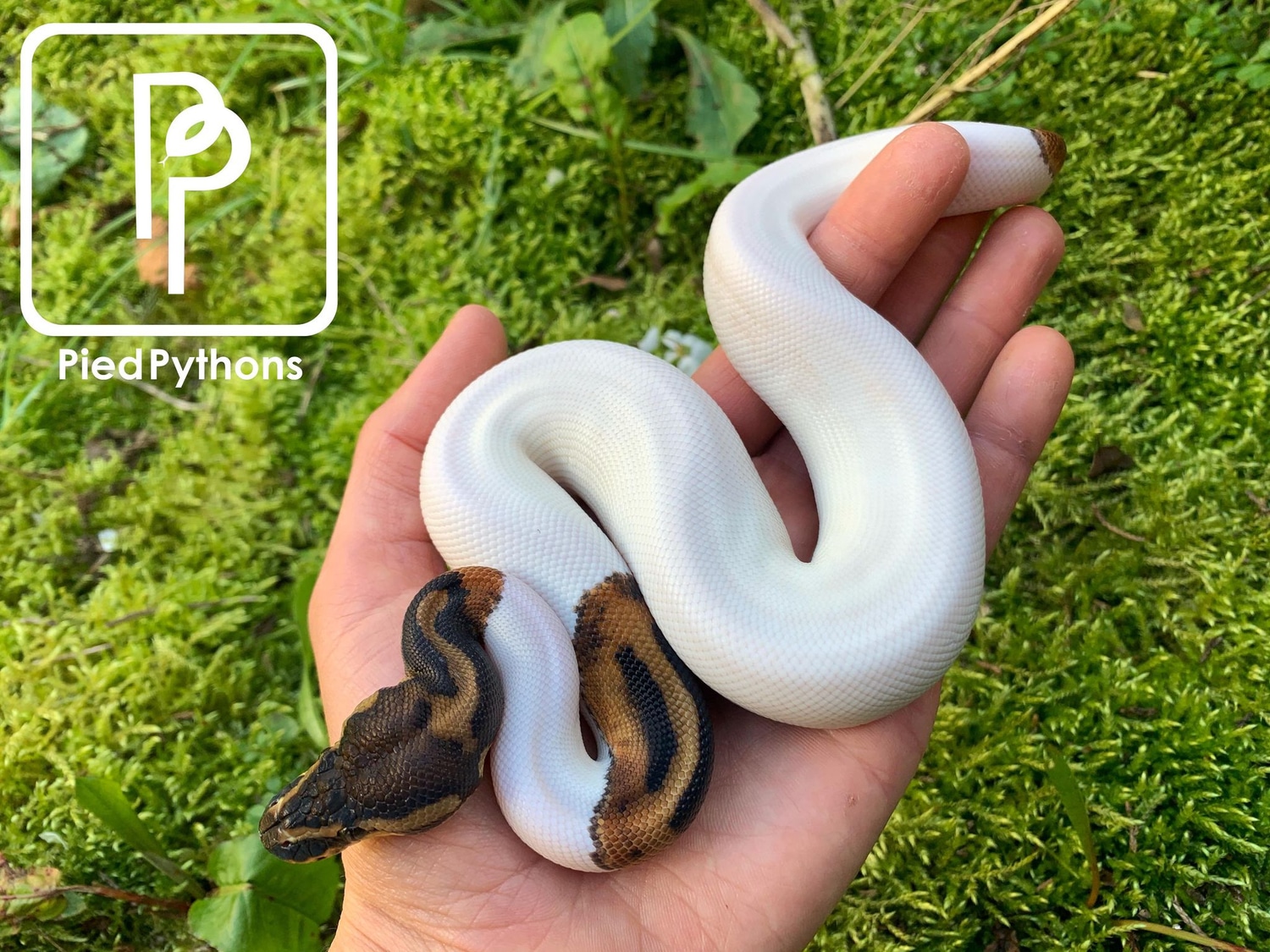 Leopard Pied Het Albino Ball Python by Pied Pythons - MorphMarket